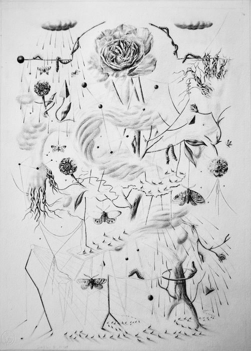 BARAO HANNO drawing mono